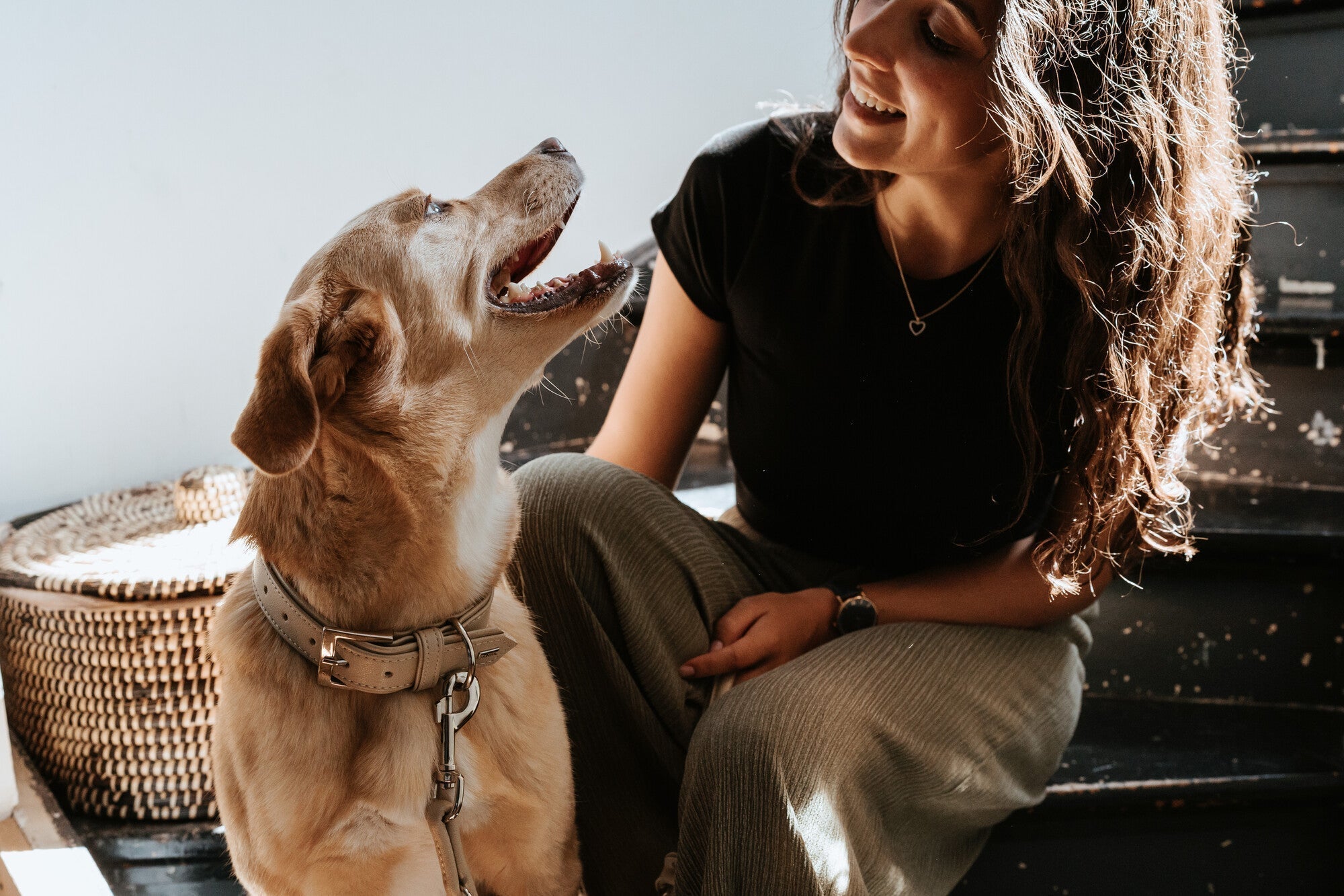 Why is my dog always scratching himself? The main causes of itching ...