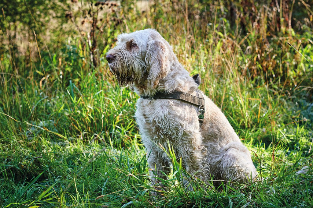 HOW TO PROVIDE A SAFE ENVIRONMENT FOR A DOG'S LONG-TERM STAY IN THE YA ...