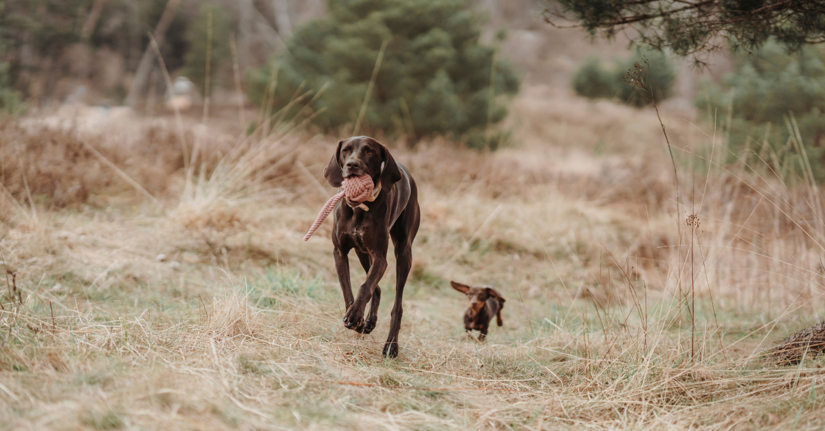 WHERE TO WALK YOUR DOG IN NATURE IN PRAGUE? – We love dogs CZ