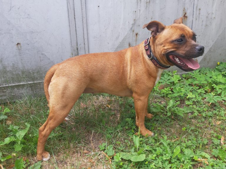 CO JE TO SYNDROM MRTVÉHO OCASU U PSA? – We love dogs CZ