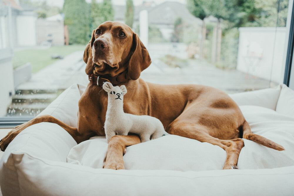 DOG MEMORY AND MEMORIES. WHAT DO WE KNOW ABOUT THEM? – We love dogs CZ