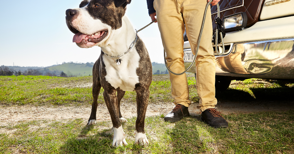 THE HOLY TRINITY OF COMMANDS THAT CAN SAVE YOUR DOG'S LIFE – We love ...