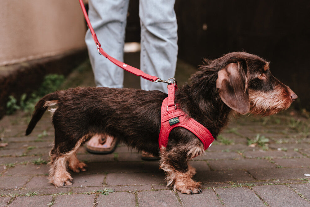 Postroje pro psy HUNTER – We love dogs CZ